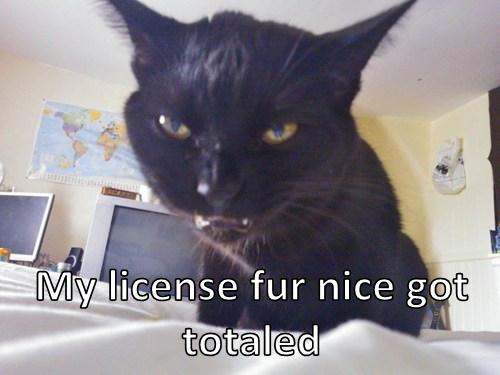 I'm Running on Grouchy - Lolcats - lol | cat memes | funny cats | funny ...