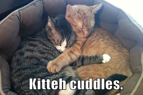Lolcats - love - Page 6 - LOL at Funny Cat Memes - Funny cat pictures ...