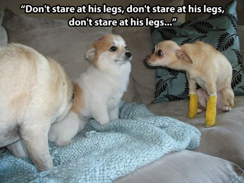 I Has A Hotdog - cast - Funny Dog Pictures | Dog Memes | Puppy Pictures ...