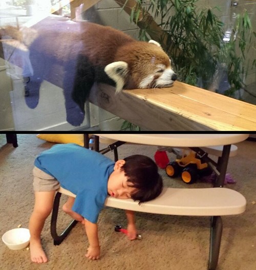 Everything's Even Cuter When Napping - Parenting - crazy parenting ...