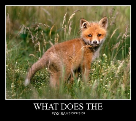 Hilarious Fox Memes