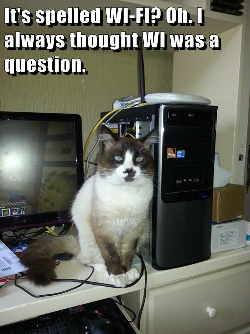 I Never Understood the Answer... - Lolcats - lol | cat memes | funny ...