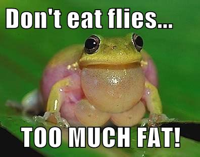 Better Stick to Gnats - Animal Comedy - Animal Comedy, funny animals ...