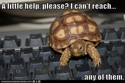 Animal Comedy - typing - Animal Comedy - Animal Comedy, funny animals ...