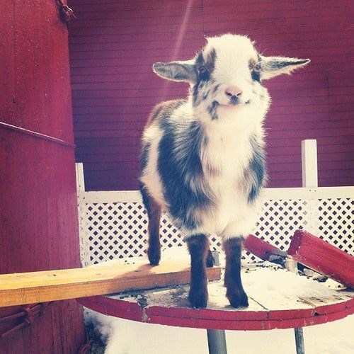 That Happy Goat Needs a Nuzzle - Daily Squee - Cute Animals - Cute Baby ...