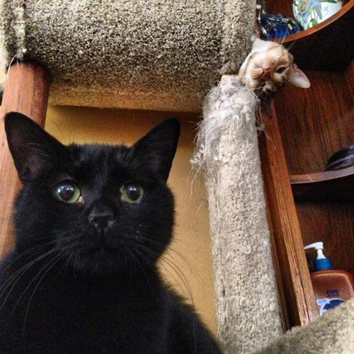 Peek-a-Boo - Photobombs - photobomb that guy