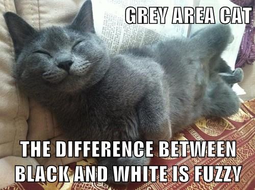 Lolcats - grey - LOL at Funny Cat Memes - Funny cat pictures with words ...