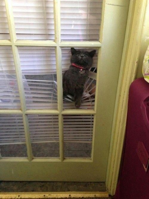 You Left the Door Shut!!! - Lolcats - lol | cat memes | funny cats ...