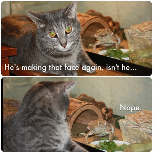 I Guess Cat-like Reflexes Aren't Always Fast Enough... - Lolcats - lol ...