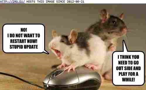Give That Mouse a Break - Animal Comedy - Animal Comedy, funny animals ...