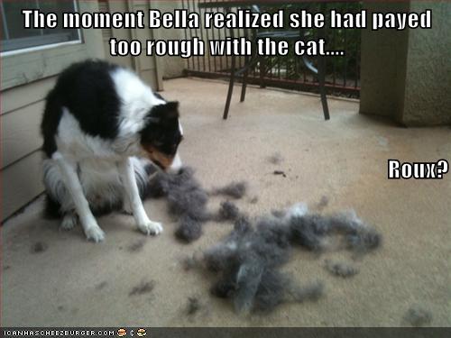 They Really are all Fluff... - I Has A Hotdog - Dog Pictures - Funny ...