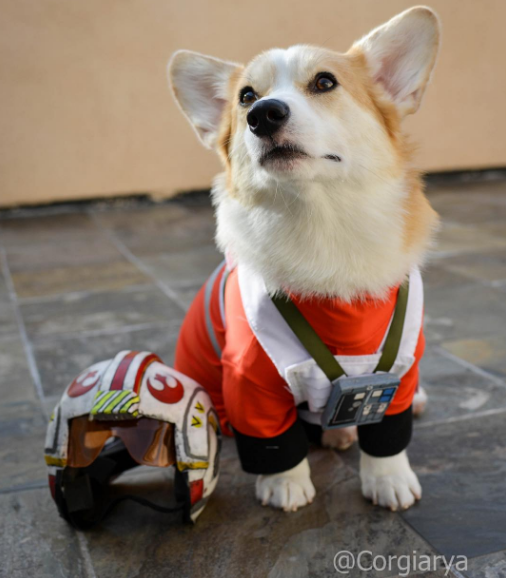 Arya the Corgi is a Total Nerd - I Has A Hotdog - Dog Pictures - Funny ...