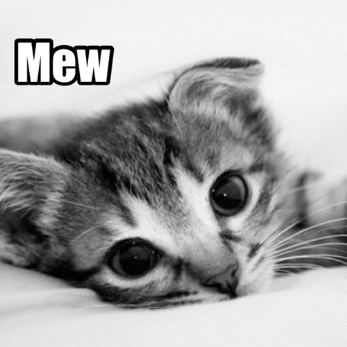 I Totally Hear You! - Lolcats - lol | cat memes | funny cats | funny ...