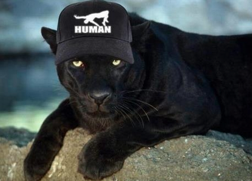 Puma Con la Gorra de Human - Loquillo