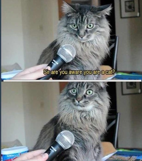Lolcats - interview - LOL at Funny Cat Memes - Funny cat pictures with words on them - lol | cat ...
