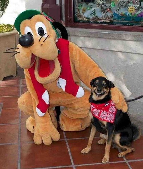 Sad Pluto Dog
