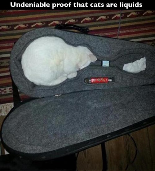 Lolcats - melt - LOL at Funny Cat Memes - Funny cat pictures with words ...