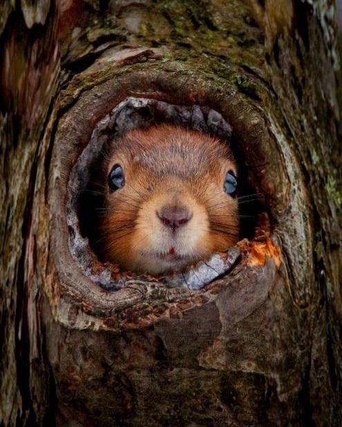 This is My Toasty Little Home - Daily Squee - Cute Animals - Cute Baby ...