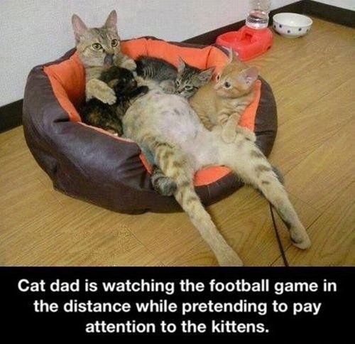 Dads...They're All the Same - Lolcats - lol | cat memes | funny cats ...