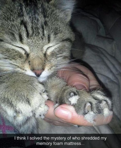 Memory Foam? I Don't Have any Memory of That... - Lolcats - lol | cat ...