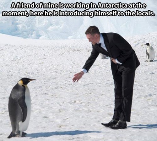Who Has the Better Penguin Suit? - Animal Comedy - Animal Comedy, funny ...