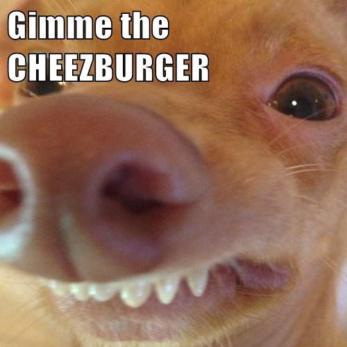 I Can Has Cheezburger? - teeth - Page 3 - Funny Animals Online ...