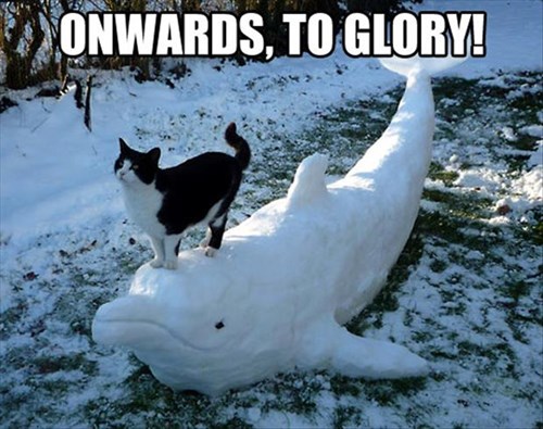 Lolcats - moby dick - LOL at Funny Cat Memes - Funny cat pictures with ...