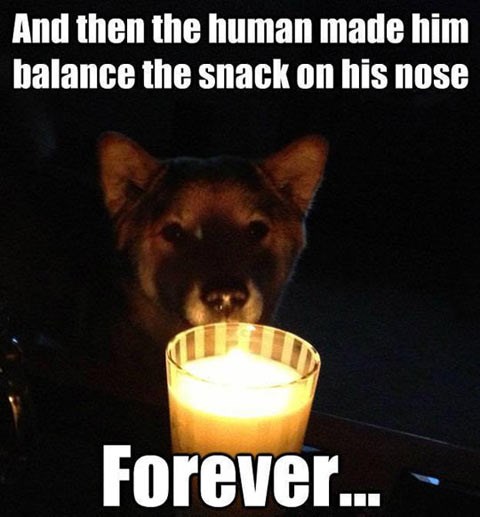 What a Scary Dog Story! - Memebase - Funny Memes