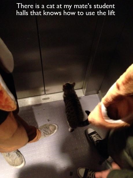 He Has to Know How to Get to Class - Lolcats - lol | cat memes | funny ...