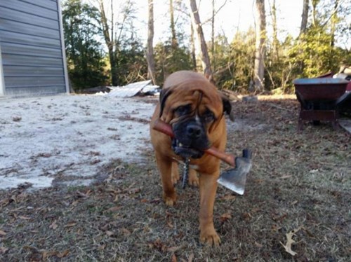 He Wants to Bury the Hatchet...Literally - I Has A Hotdog - Dog ...