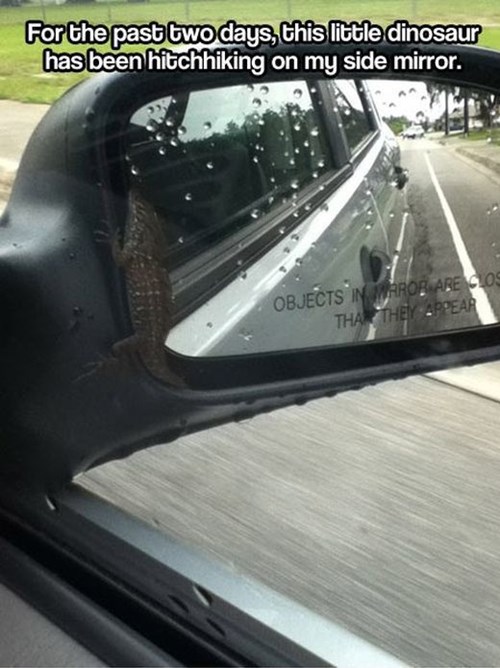 If the Others Were This Clever, Maybe They Wouldn't Have Gone Extinct ...