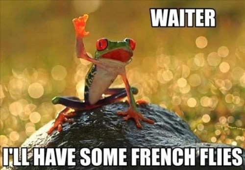 Animal Comedy - frogs - Page 3 - Animal Comedy - Animal Comedy, funny ...