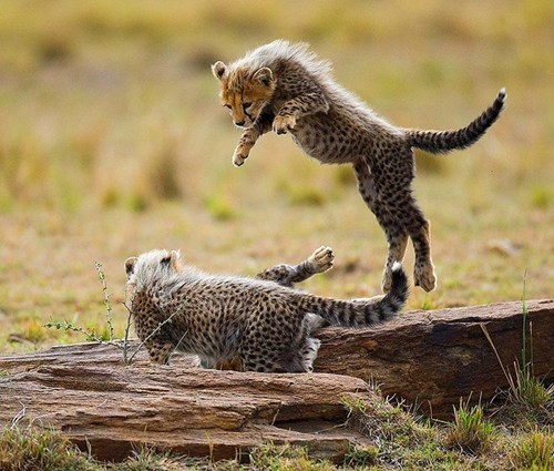 Pounce! - Daily Squee - Cute Animals - Cute Baby Animals - Cute Animal ...