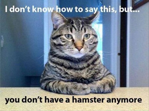Lolcats - bad news - LOL at Funny Cat Memes - Funny cat pictures with ...