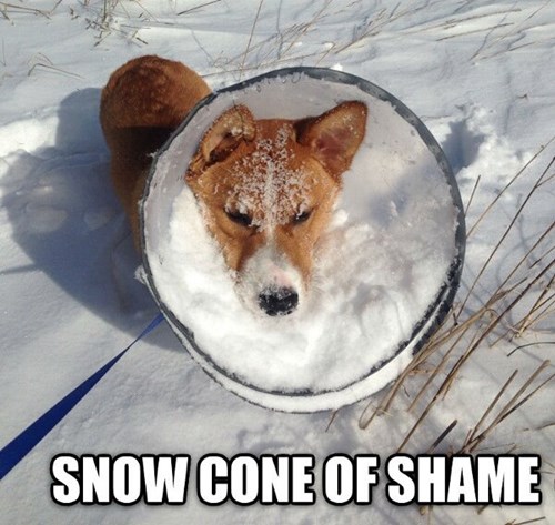 At Least it's Not Yellow Snow... - I Has A Hotdog - Dog Pictures ...