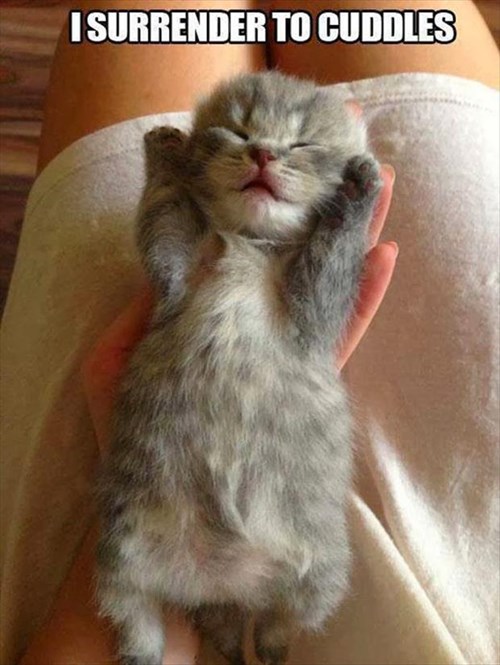 You're Under Snuggle Arrest! - Lolcats - lol | cat memes | funny cats ...