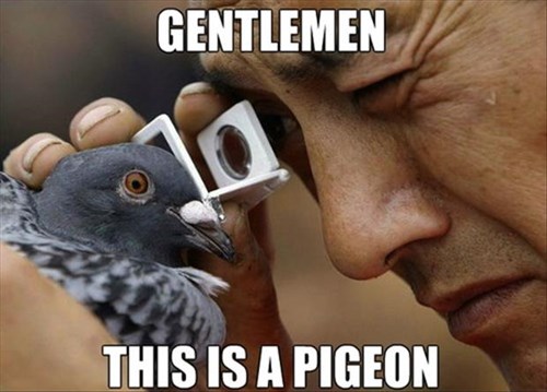 I Can Has Cheezburger? - observation - Funny Animals Online - Cheezburger