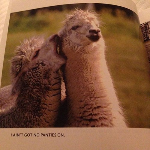 The Animal Kingdom is Full of Crazy Mating Rituals - Dating Fails ...