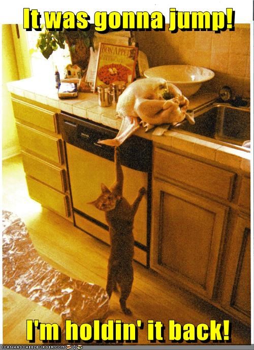 It was Trying to Fly Away! Honest! - Lolcats - lol | cat memes | funny ...