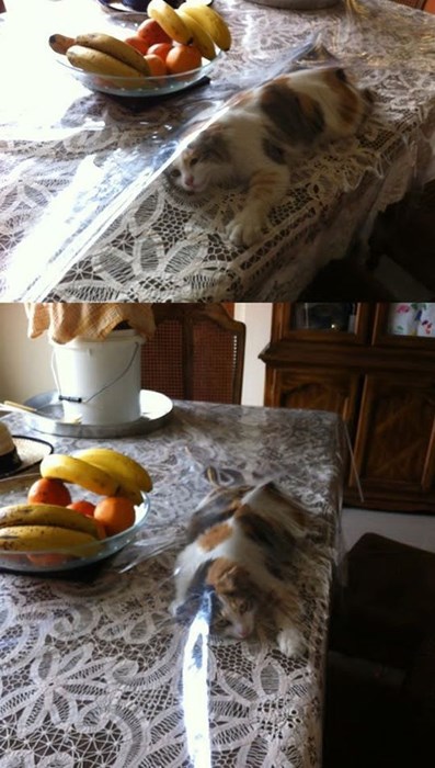 I May Have Made a Mistake... - Lolcats - lol | cat memes | funny cats ...