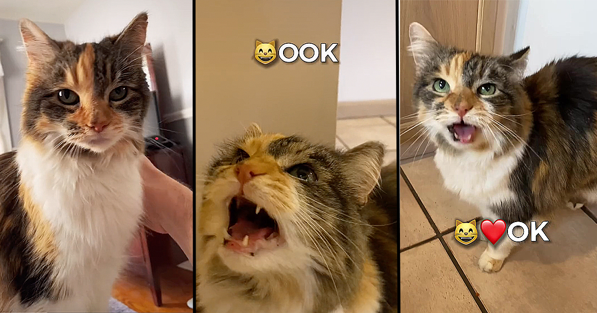 Adorable Cat Goes Viral for Sounding Like She's Always Saying "Okay ...