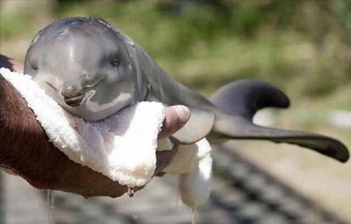 Baby Dolphin Needs a Helping Hand - Daily Squee - Cute Animals - Cute ...