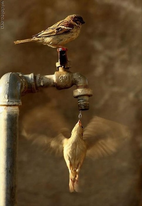 Teamwork at its Finest - Daily Squee - Cute Animals - Cute Baby Animals ...