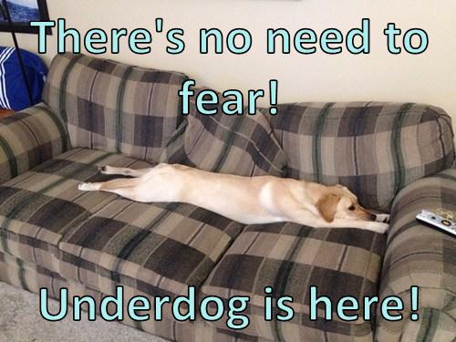 I Has A Hotdog - underdog - Funny Dog Pictures | Dog Memes | Puppy ...