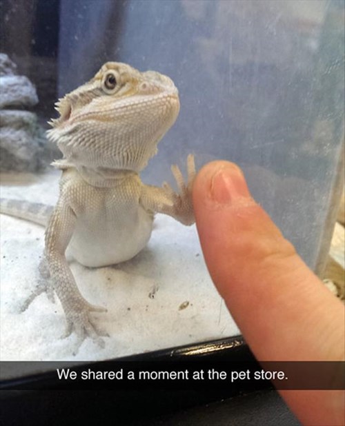 Animal Comedy - lizards - Page 2 - Animal Comedy - Animal Comedy, funny ...