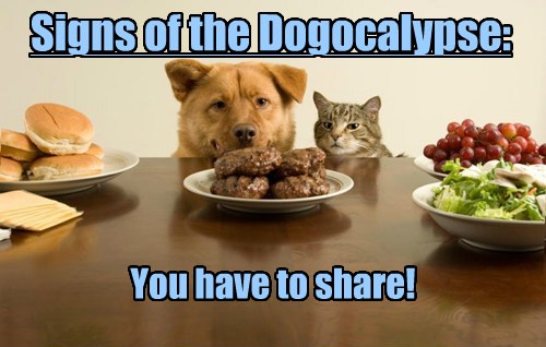 It's a Dog Eat Burger World Out There - I Has A Hotdog - Dog Pictures ...