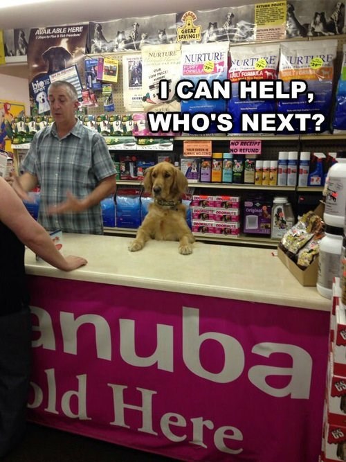 Always There to Lend a Helping Paw - I Has A Hotdog - Dog Pictures ...