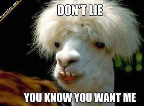 I Can Has Cheezburger? - underbite - Funny Animals Online - Cheezburger