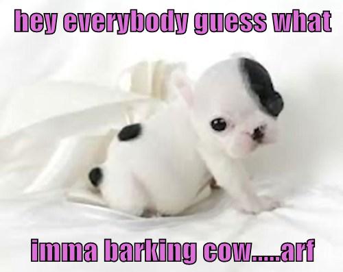 Cutely Convincing! - I Has A Hotdog - Dog Pictures - Funny pictures of ...