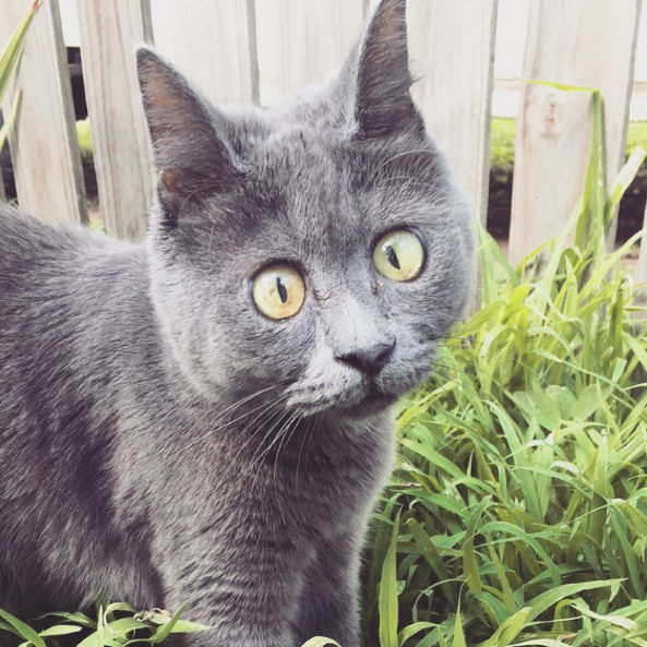 Meet Kevin, the Cat That Always Looks Surprised - I Can Has Cheezburger?